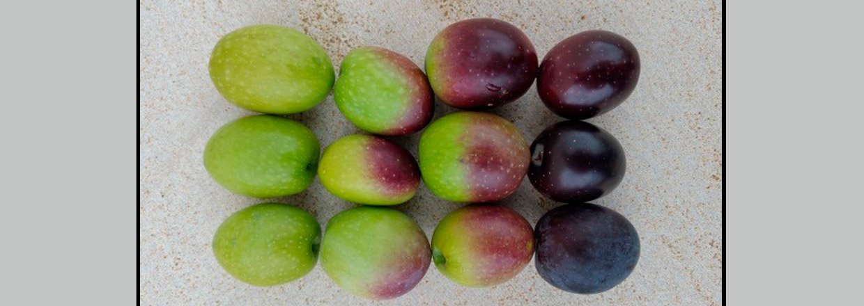 Er sorte oliven og grønne oliven to forskellige sorter?